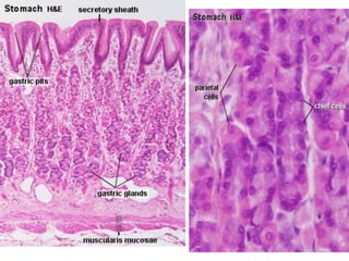 C:\Documents And Settings\User\Desktop\Stomach Histology | PDF