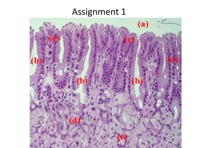 C:\Documents And Settings\User\Desktop\Stomach Histology | PDF