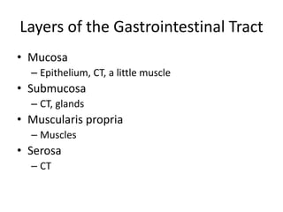 C:\Documents And Settings\User\Desktop\Stomach Histology | PDF