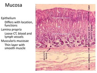 C:\Documents And Settings\User\Desktop\Stomach Histology | PDF