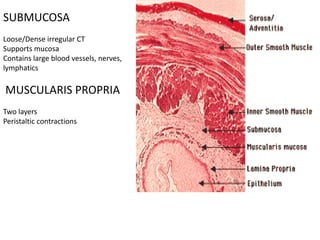 C:\Documents And Settings\User\Desktop\Stomach Histology | PDF