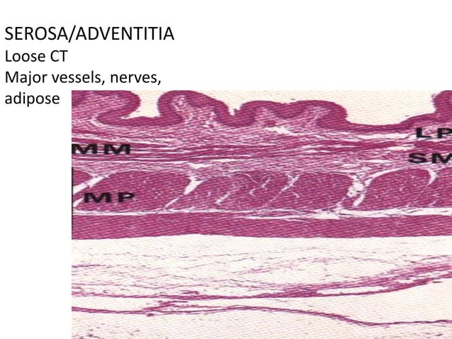 C:\Documents And Settings\User\Desktop\Stomach Histology | PDF