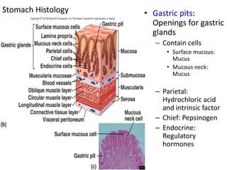 Stomach Histology Labeled Gastric Pits