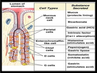 Stomach Histology Labeled Chief Cells