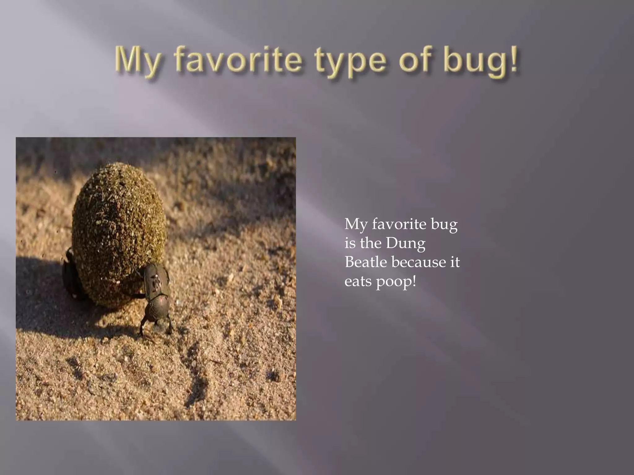 Jacksons Insect Slide Show | PPT