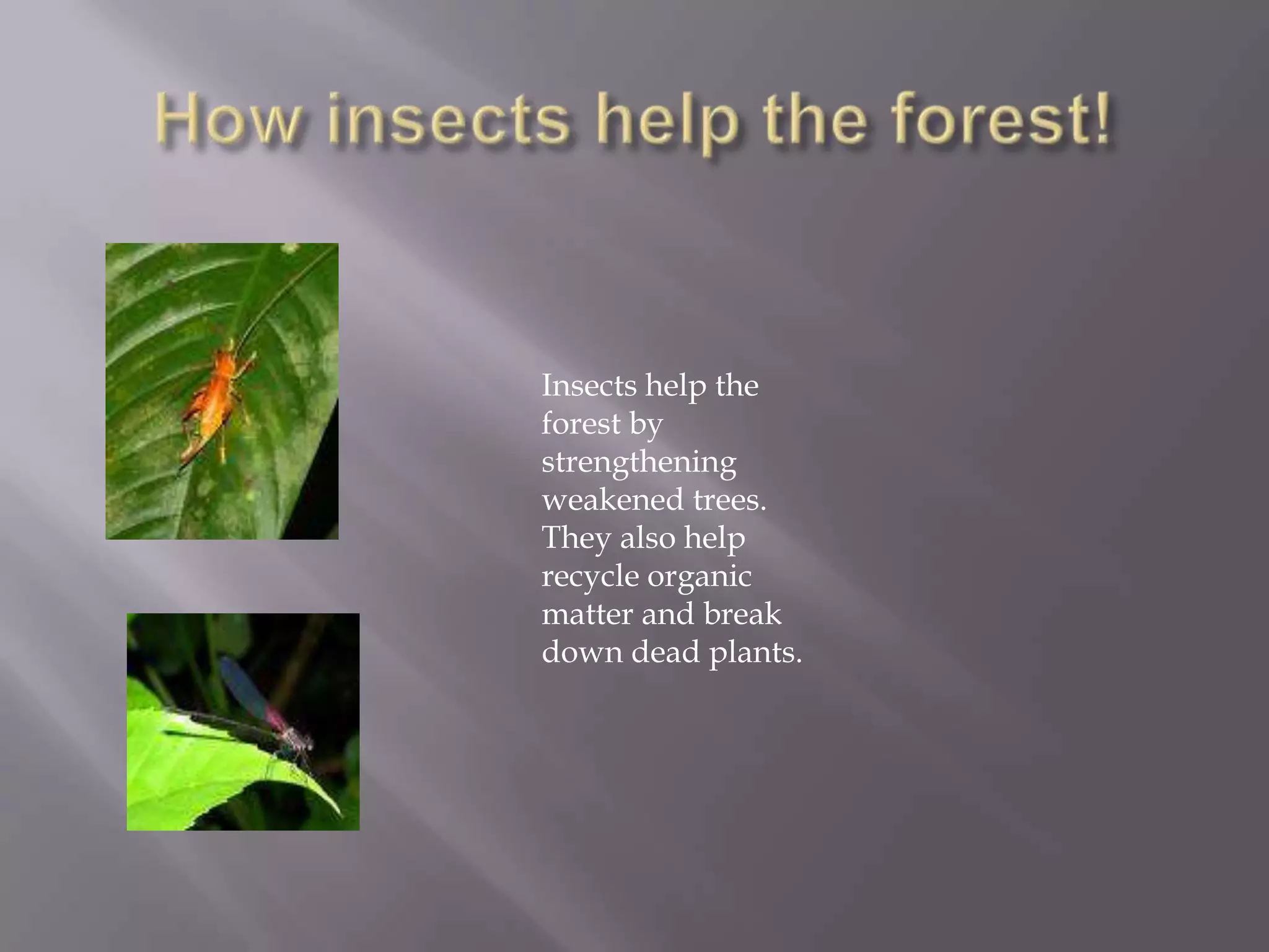 Jacksons Insect Slide Show | PPT