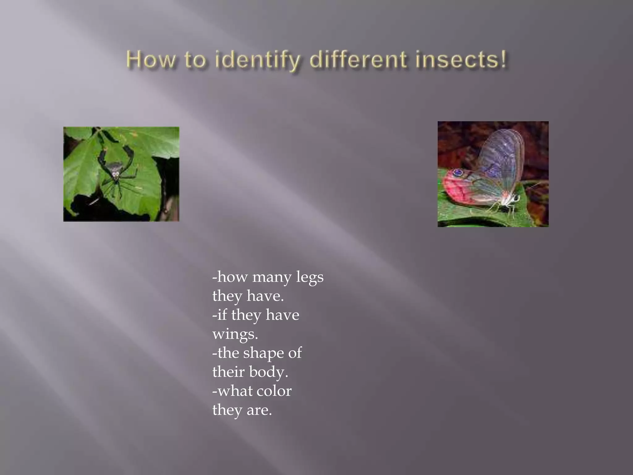Jacksons Insect Slide Show | PPT