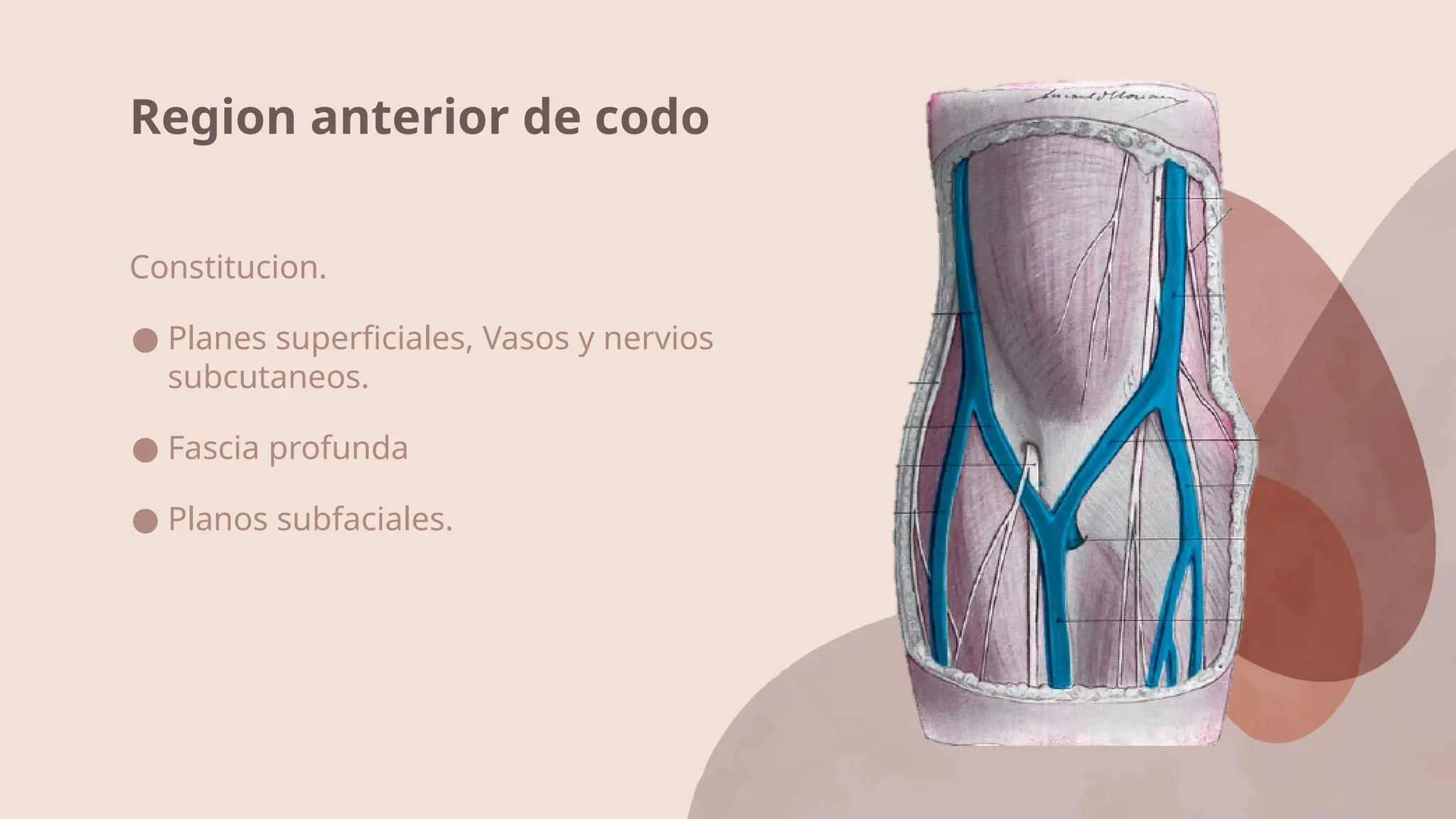 ANATOMIA DE CODO Y ANTEBRAZO , MUSCULOS. | PPTX