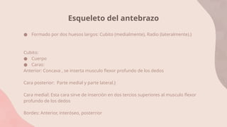 ANATOMIA DE CODO Y ANTEBRAZO , MUSCULOS. | PPTX