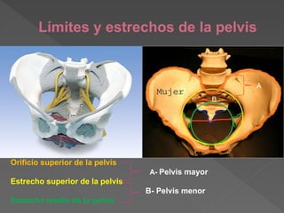 CD Pelvis 2012.pdf Anatomiavde la pelvis | PDF