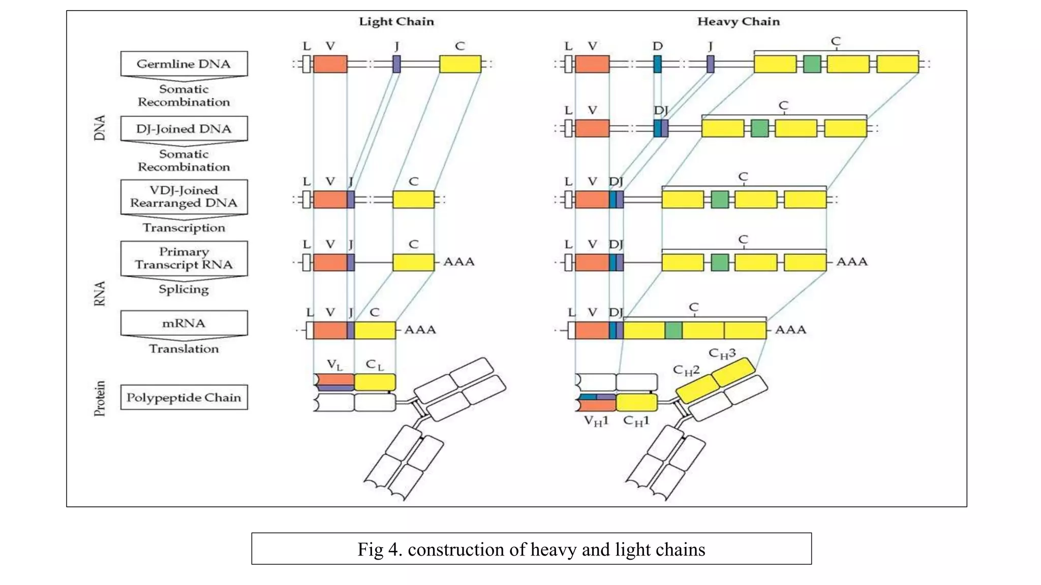 Complementarity Determining Regions | PPTX