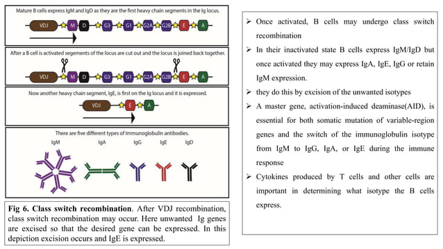 Complementarity Determining Regions | PPTX