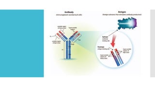 Complementarity Determining Regions | PPTX