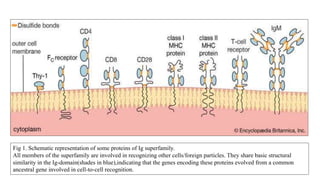 Complementarity Determining Regions | PPTX