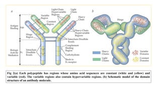 Complementarity Determining Regions | PPTX