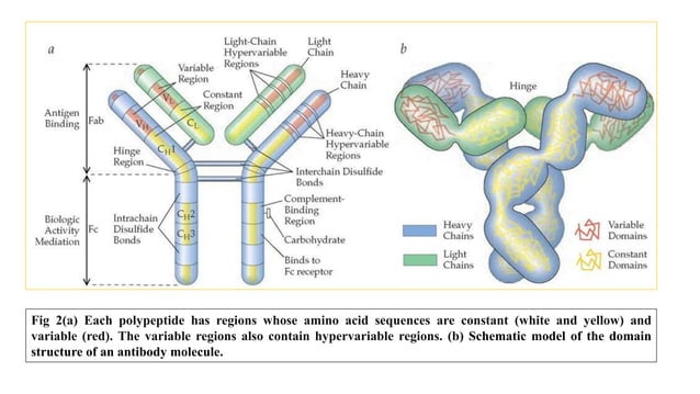 Complementarity Determining Regions | PPTX