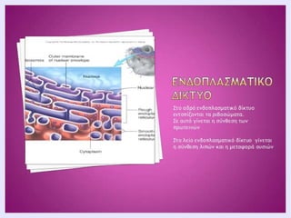 κυτταρο Art | PPT