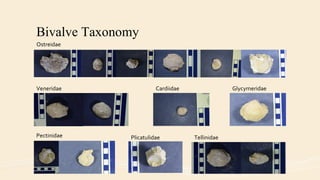 Paleoecology of Bivalves from Lower Miocene of Kutch, India | PPT ...