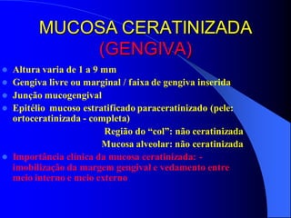 Anatomia e histofisiologia do periodonto | PDF