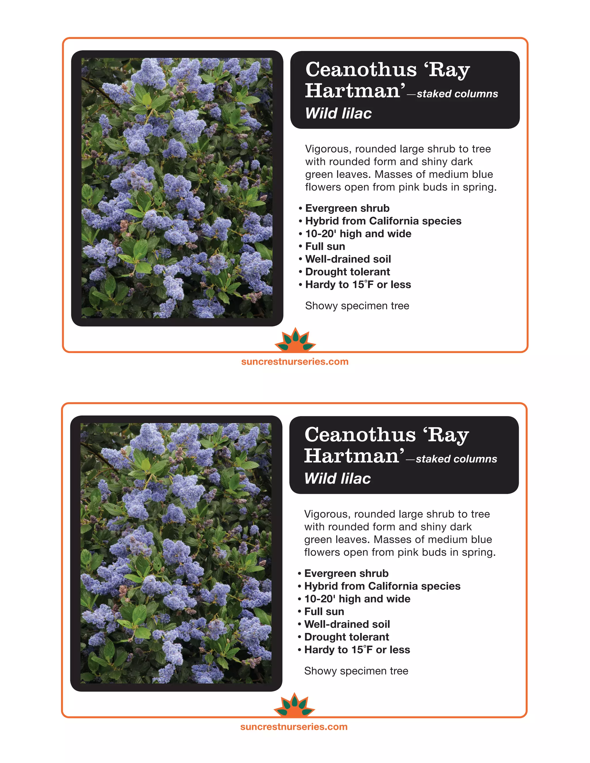 Ceanothus ray hartman, staked columns label | PDF