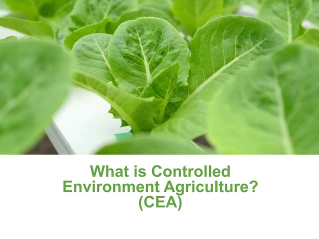 Controlled Environment Agriculture (CEA): More than Hydroponics | PPTX ...