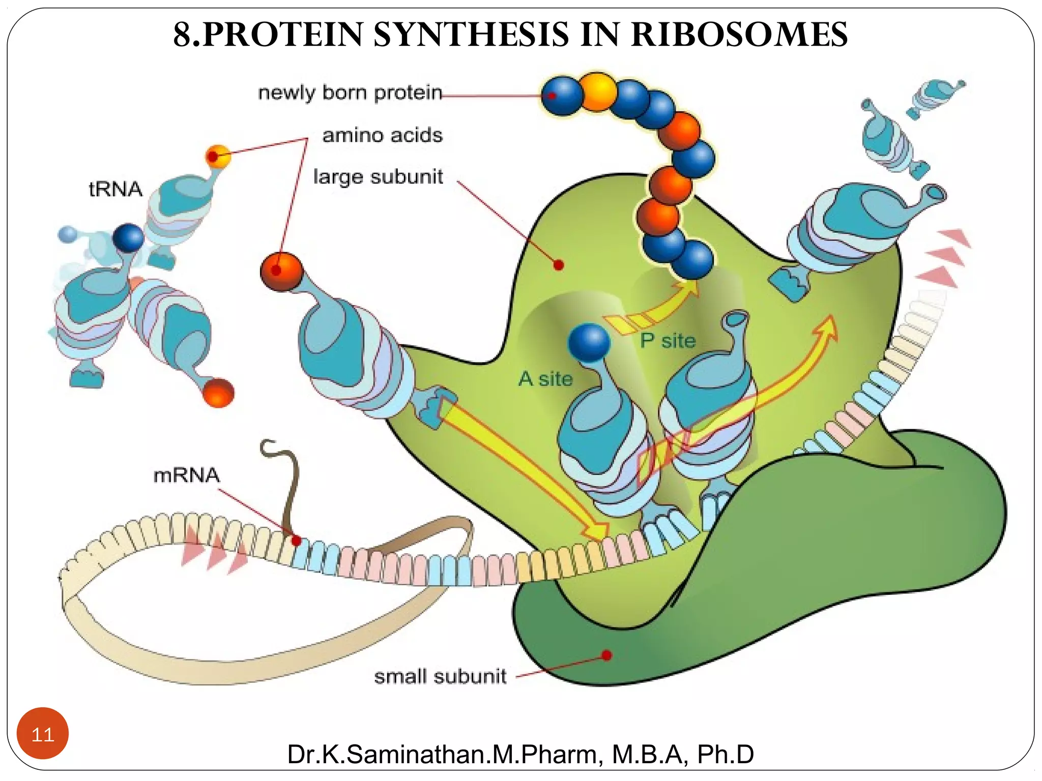 3. ANTIBIOTIC (PROTEIN SYNTHESIS INHIBITORS) | PPT