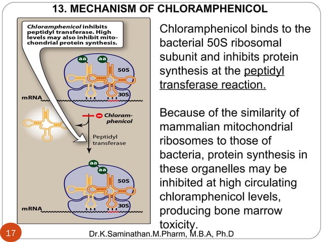3. ANTIBIOTIC (PROTEIN SYNTHESIS INHIBITORS) | PPT | Biological ...