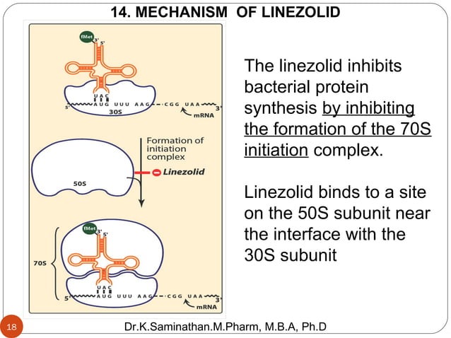 3. ANTIBIOTIC (PROTEIN SYNTHESIS INHIBITORS) | PPT | Biological ...