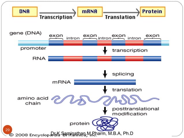 3. ANTIBIOTIC (PROTEIN SYNTHESIS INHIBITORS) | PPT | Biological ...