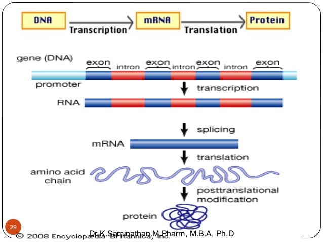 3. ANTIBIOTIC (PROTEIN SYNTHESIS INHIBITORS)