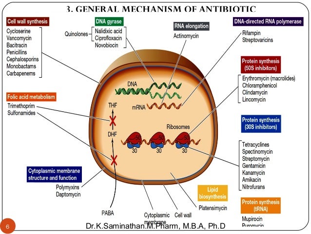 3. ANTIBIOTIC (PROTEIN SYNTHESIS INHIBITORS)