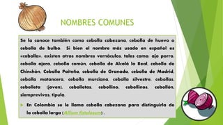 Cebolla | PPTX
