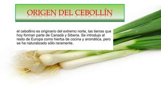 Cebollin expo | PPTX