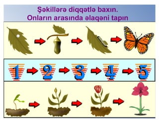 Cebr 9 9_ezizova meleyke edalet | PDF