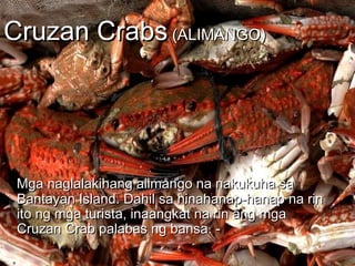 Cebu | PPT