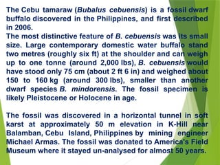 Cebu biodiversity Biodiversity is the variation of taxonomic life forms ...