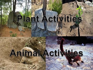 Weathering Of Rocks By Animals