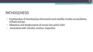 CECAL DILATATION.pptx