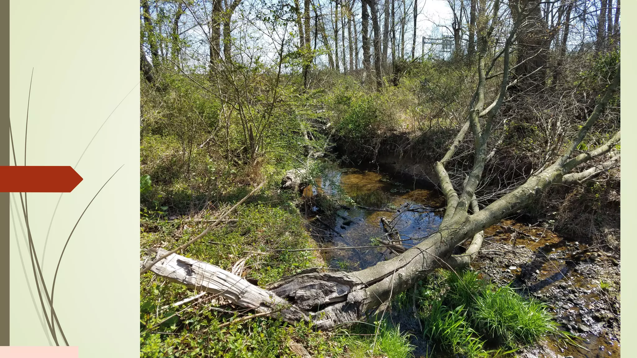 Cecil Soil Conservation District - Pathways to Water Quality | PPT