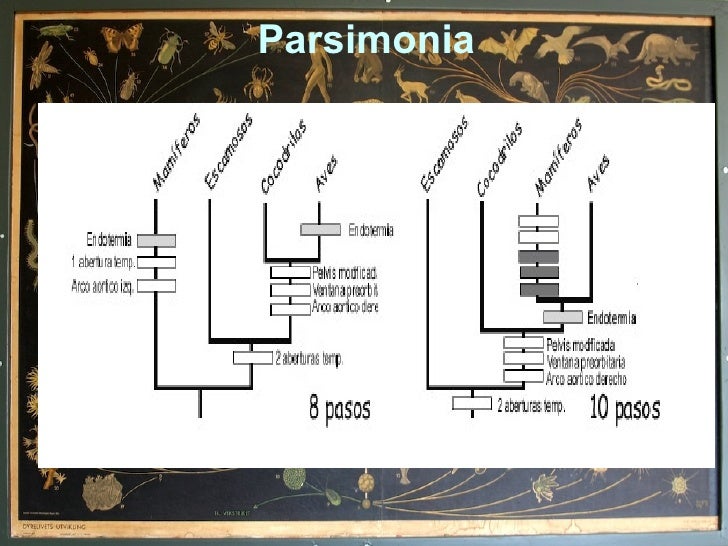 Sistemática y Filogénia
