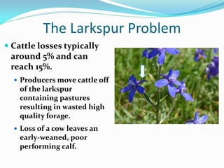 Within and between cattle breed susceptibility to larkspur by Ben Green ...