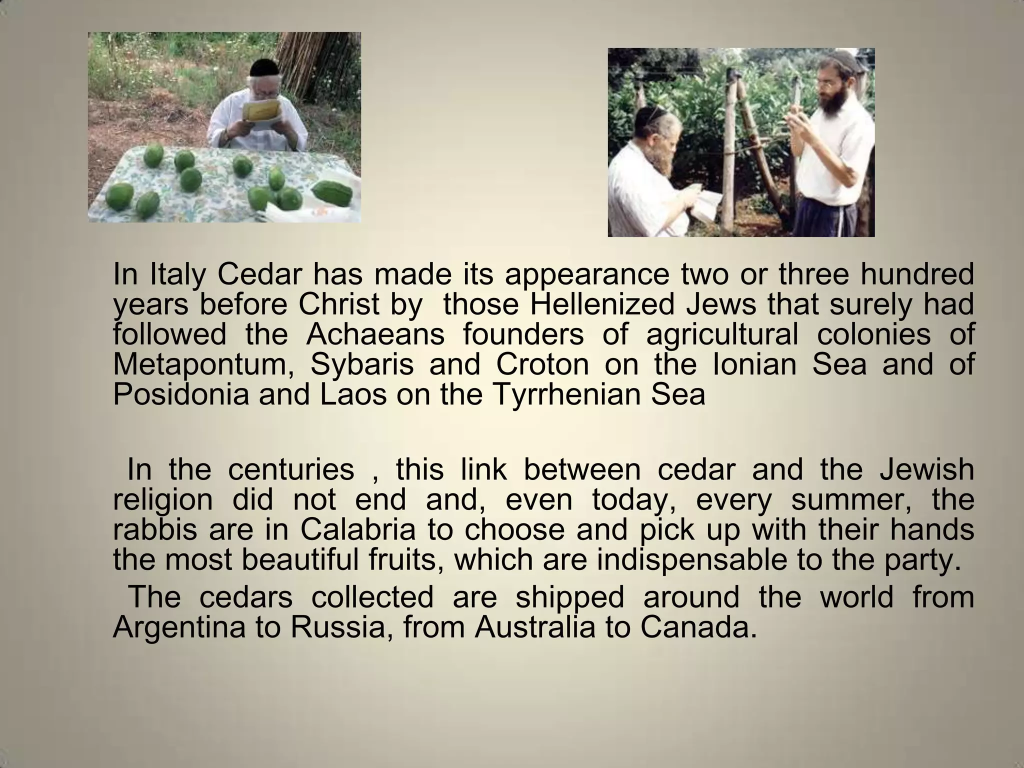 Cedars and Jews in calabria | PPTX