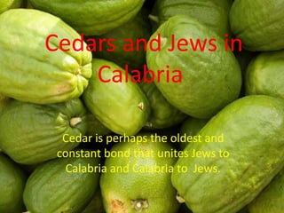 Cedars and Jews in calabria | PPTX