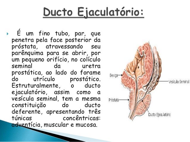 Sistema Genital Masculino