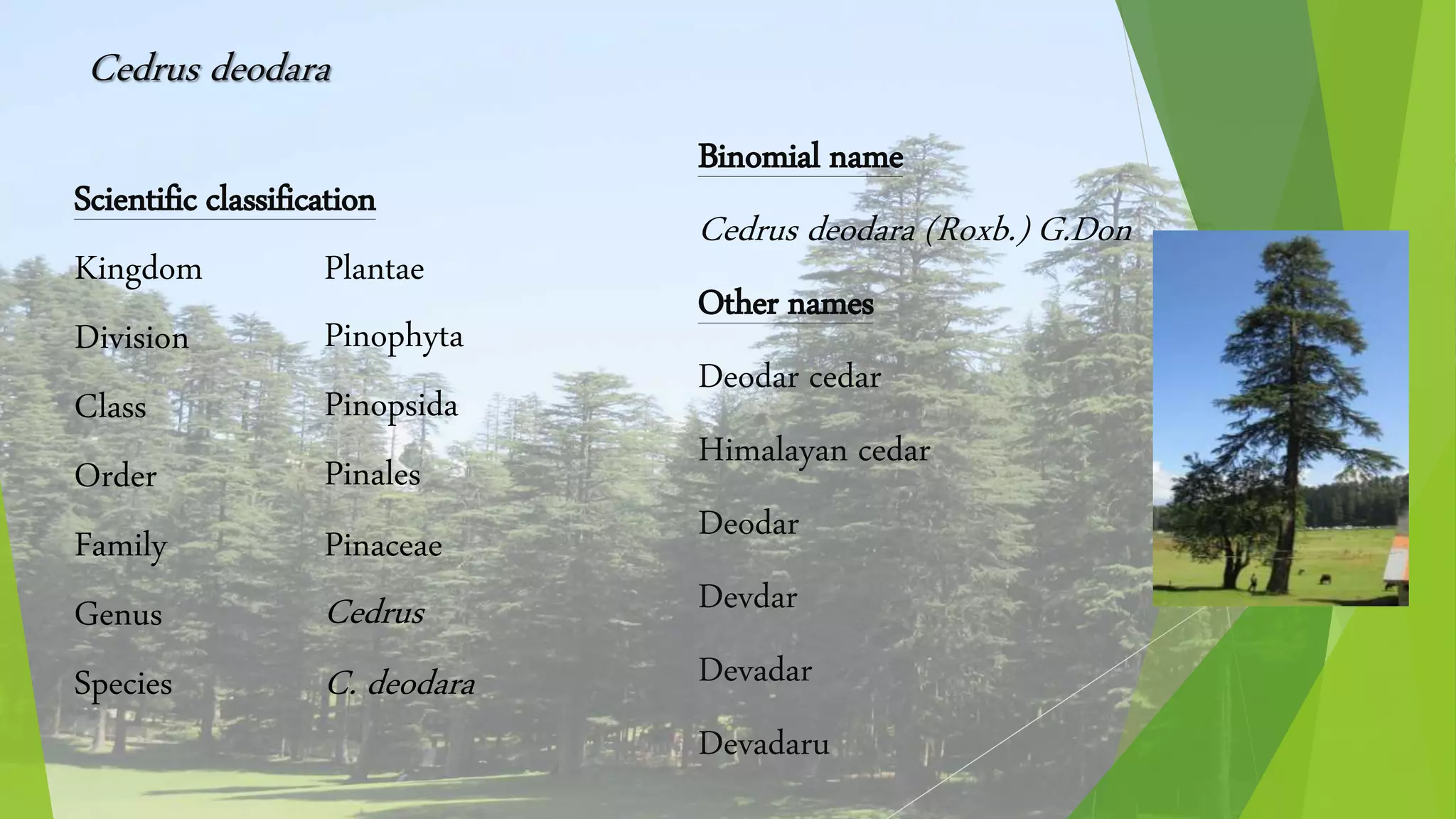 Cedrus of Himachal Pradesh | PPTX