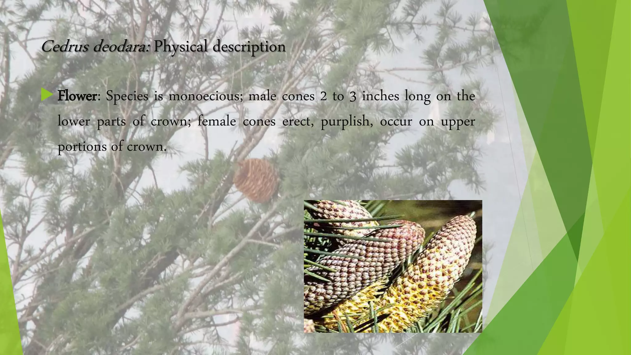 Cedrus of Himachal Pradesh | PPTX