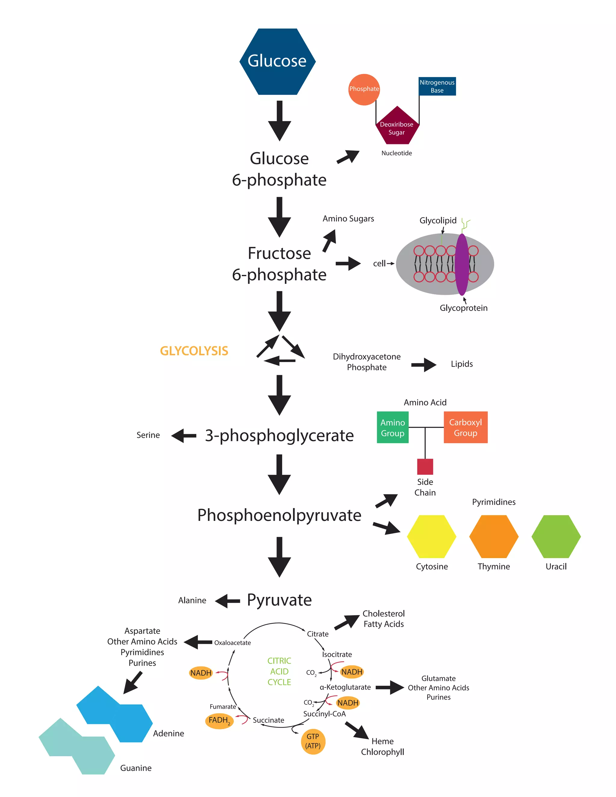 Glycolytic_pathway | PDF | Chemistry | Science