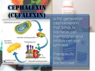 Cefalexin | PPTX