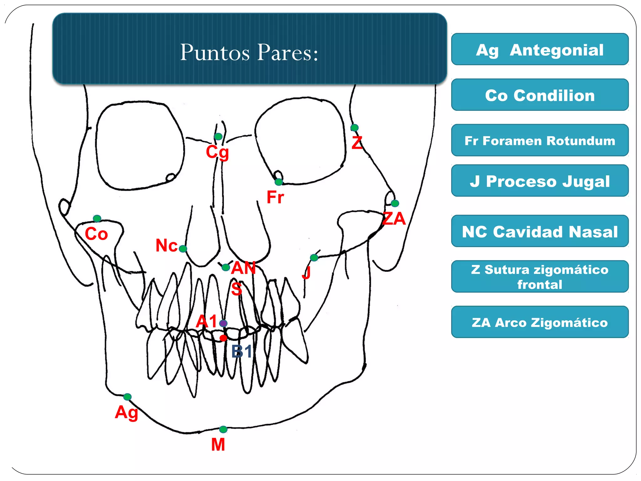 Cefalometria puntos y planos | PPT