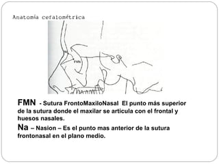 Cefalometria puntos y planos | PPT